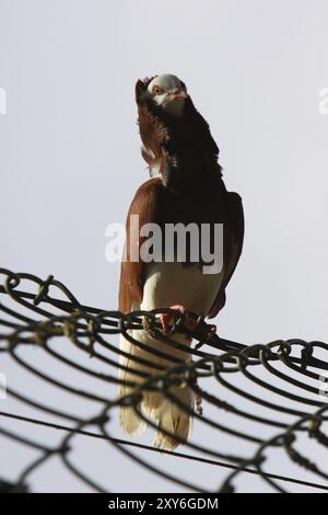 Old Dutch capuchin pigeon Stock Photo - Alamy