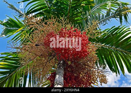 Carpentaria palm tree (Carpentaria acuminata) with fruits Stock Photo ...
