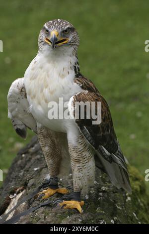 Royal Rough-legged Hawk Stock Photo - Alamy