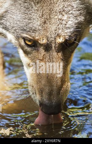 Grey wolf drinking Stock Photo - Alamy