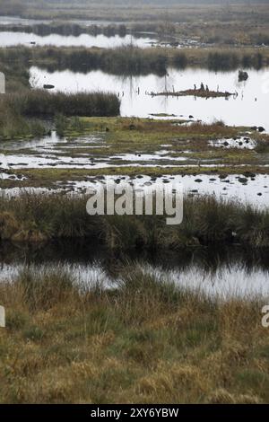 In the Hiller Moor on a gloomy autumn day Stock Photo - Alamy