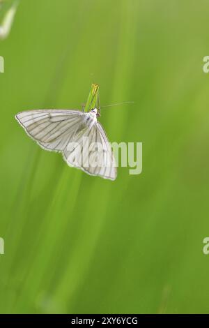 Hard hay moth on a blade of grass. Siona lineata, the black-veined moth ...