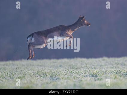 Deer acrobatics . A leaping, bounding Fallow deer ( Dama dama) on a ...