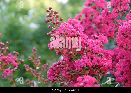 Magenta pink Lagerstroemia indica, crape myrtle, in flower Stock Photo ...
