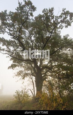 Alte Eiche, Old Oak Stock Photo - Alamy