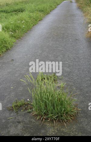Plant breakthrough through asphalt Stock Photo - Alamy