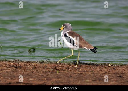Yellow lapwing foraging on the shore Stock Photo - Alamy