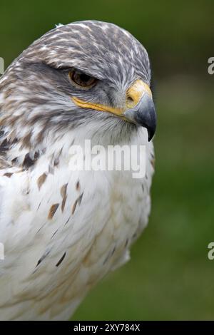Royal Rough-legged Hawk Stock Photo - Alamy
