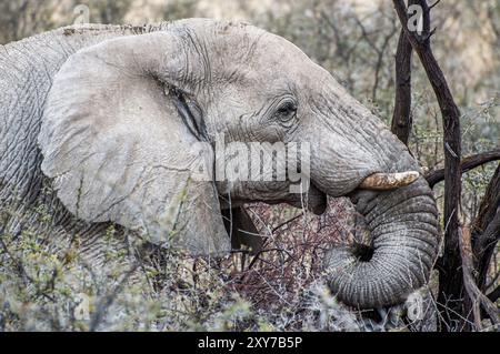 An Elephant eats from the bark and branches of an acacia tree Stock ...