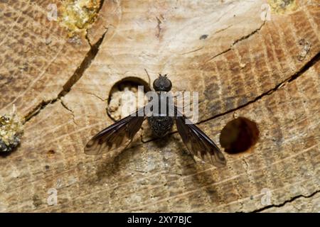 Mourning hover, Anthrax anthrax, fly Stock Photo - Alamy
