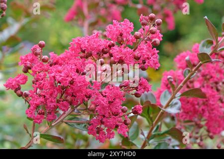 Magenta pink Lagerstroemia indica, crape myrtle, in flower Stock Photo ...