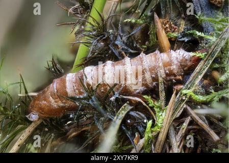 Close-up of an empty pupal case of a moth between moss and pine needles ...