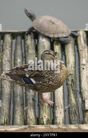Anas platyrhynchos is a mediterranean duck Stock Photo - Alamy