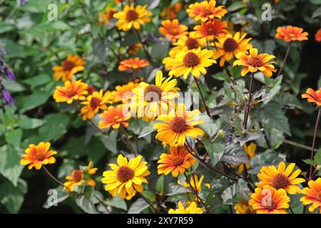 Yellow daisy flower (heliopsis) on the deep blue background. Beautiful ...