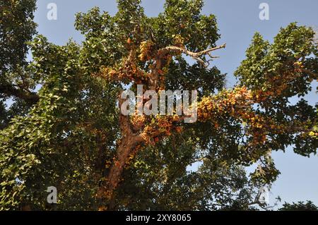 The Ficus Sycomorus on farmland. In a ripening state Stock Photo - Alamy