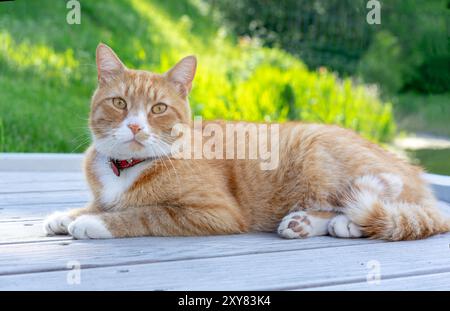 Natural red backdrop Stock Photo - Alamy