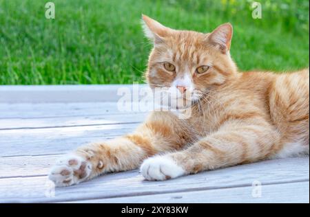 Ginger cat with white spots falls asleep in nature Stock Photo - Alamy