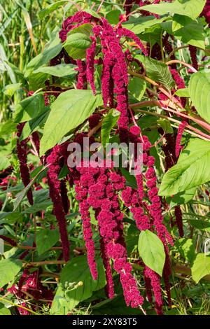 Amaranth 'Hopi red dye' (Amaranthus tricolor), Joseph's coat Stock ...