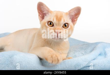 Purebred red Burmese kitten lying on blue blanket, white background ...