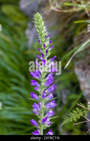side view of a blue spiked bellflower in sunlight against a blurred ...
