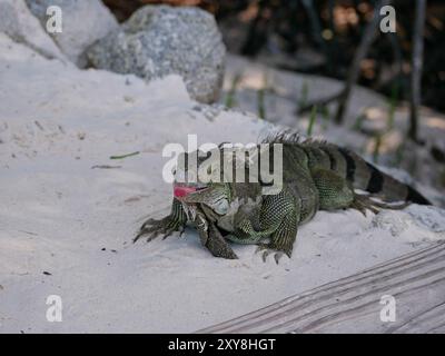 Huge iguana lizard on the beach in Aruba Stock Photo - Alamy