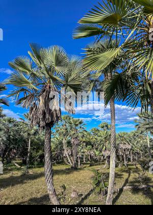 The carnaúba, also known as carnaubeira and carnaíba, is a palm tree ...