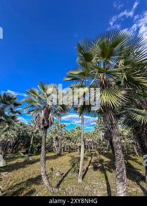 The carnaúba, also known as carnaubeira and carnaíba, is a palm tree ...
