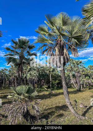 The carnaúba, also known as carnaubeira and carnaíba, is a palm tree ...
