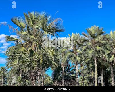 The carnaúba, also known as carnaubeira and carnaíba, is a palm tree ...