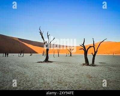 Deadvlei in Namibia is the site of 800 year-old skeleton trees Stock ...