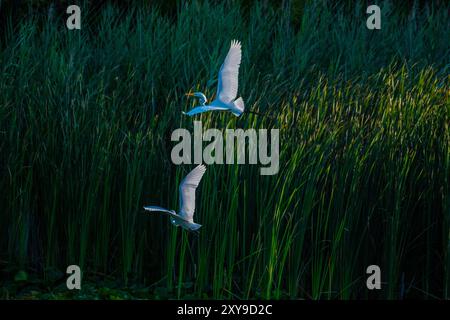 Two fighting Great Egrets, tall, long-legged wading birds with long, S ...