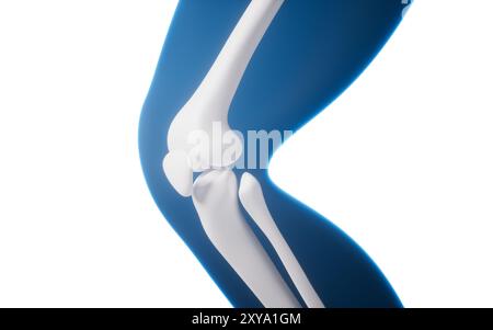 Leg bone in the transparent human body, 3d rendering. 3D illustration ...