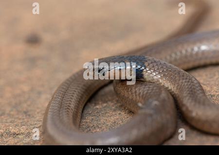 A beautiful Black-headed Centipede-eater (Aparallactus capensis), also ...