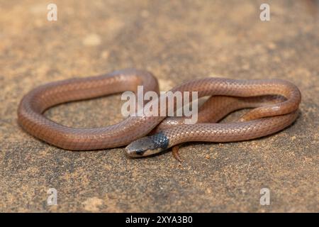 A beautiful Black-headed Centipede-eater (Aparallactus capensis), also ...