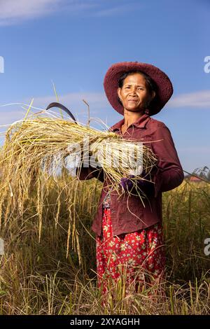 A rice farmer from Kampong Chhnang Province, Cambodia harvesting rice ...