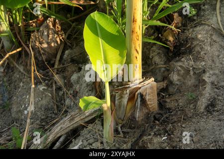 Banana tree saplings or shoots from banana plants that live around the ...