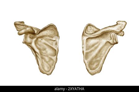 Medical illustration of human scapula bone Stock Photo - Alamy