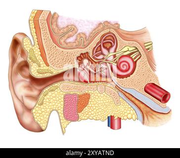Anatomy of human ear on white background. Illustration Stock Photo - Alamy
