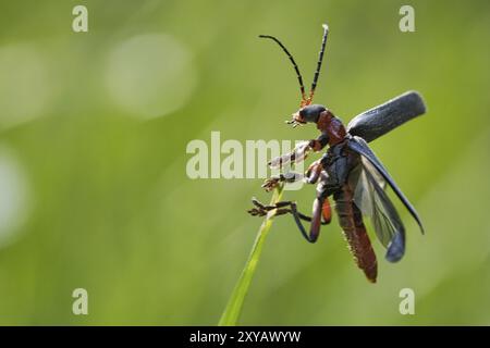A closeup shot of an insect with bokeh effect lights in the background ...