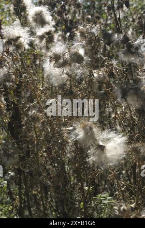 Bundle of Fluff Stock Photo - Alamy