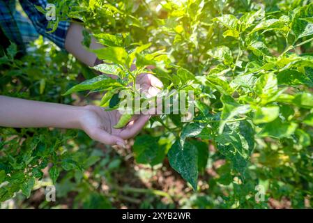 A farmer's hand is picking chili from a chili plants Stock Photo - Alamy