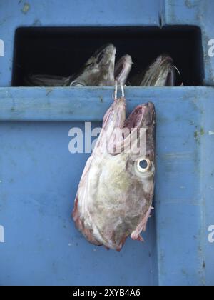 cod, fish head, stockfish, cods, fish heads, stockfishs Stock Photo - Alamy
