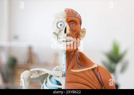 Half skeletal and muscular human anatomy model for medical study Stock ...