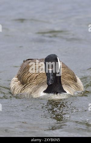 canada geese at the ammersee Stock Photo - Alamy