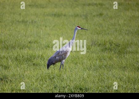 The sandhill crane (Antigone canadensis) . Native American bird a ...