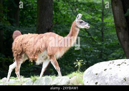 Lama on a hill in the run Stock Photo - Alamy
