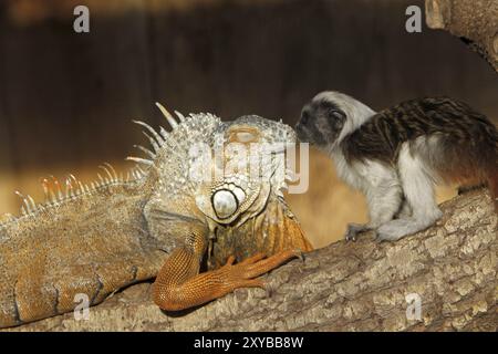 Green iguana and curious Liszt monkey Stock Photo - Alamy
