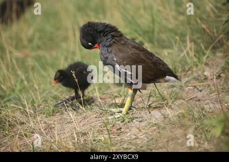 The more correct name is actually Stock Photo - Alamy