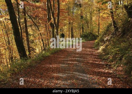 Bright lit golden foliage of beech trees Stock Photo - Alamy