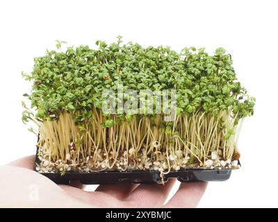 Person holding a tray of watercress up close Stock Photo - Alamy